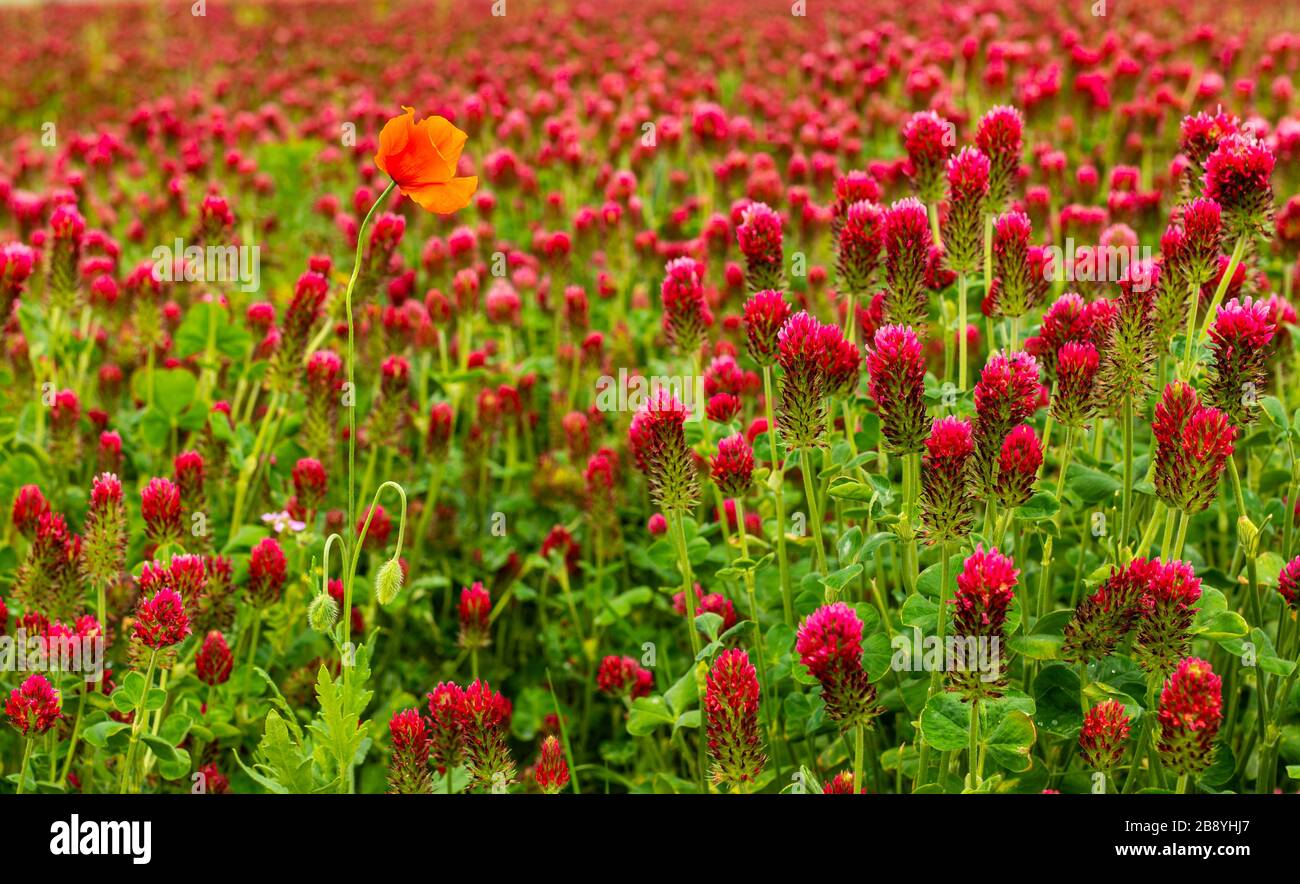 field of red clover with one poppy flower, landscape Stock Photo - Alamy