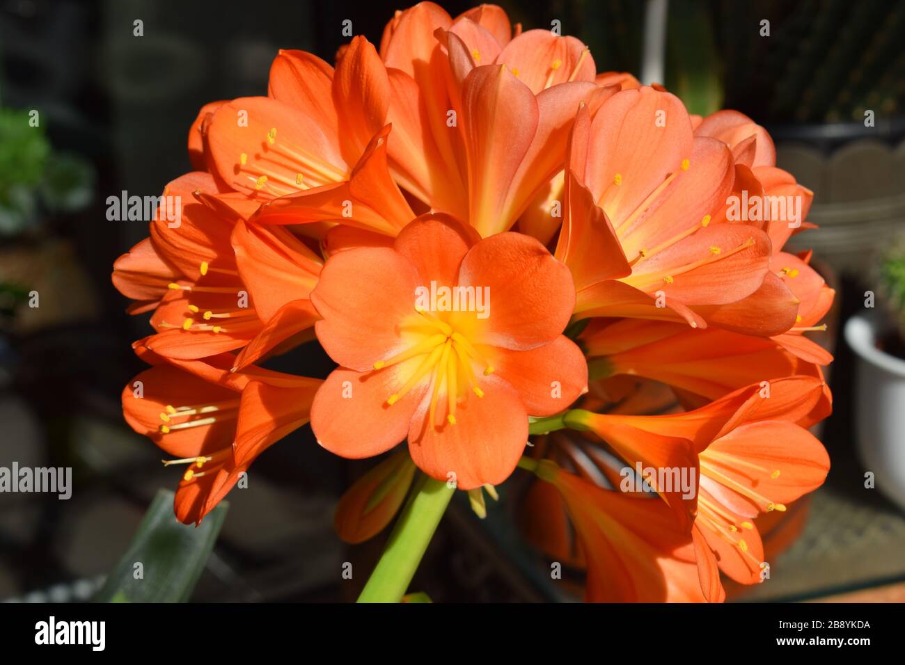 blooming clivia miniata Stock Photo - Alamy