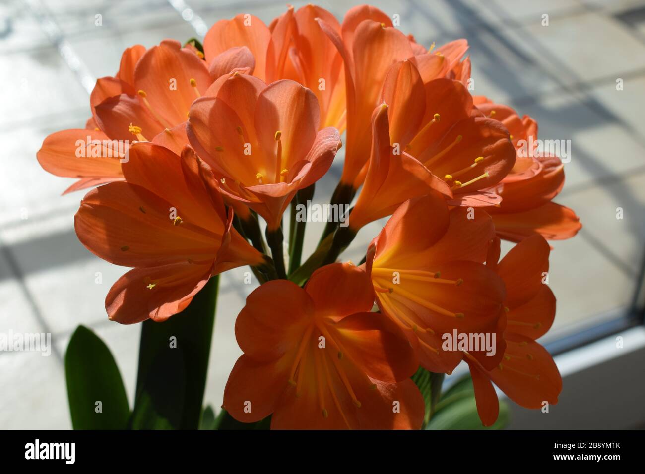 blooming clivia miniata Stock Photo - Alamy