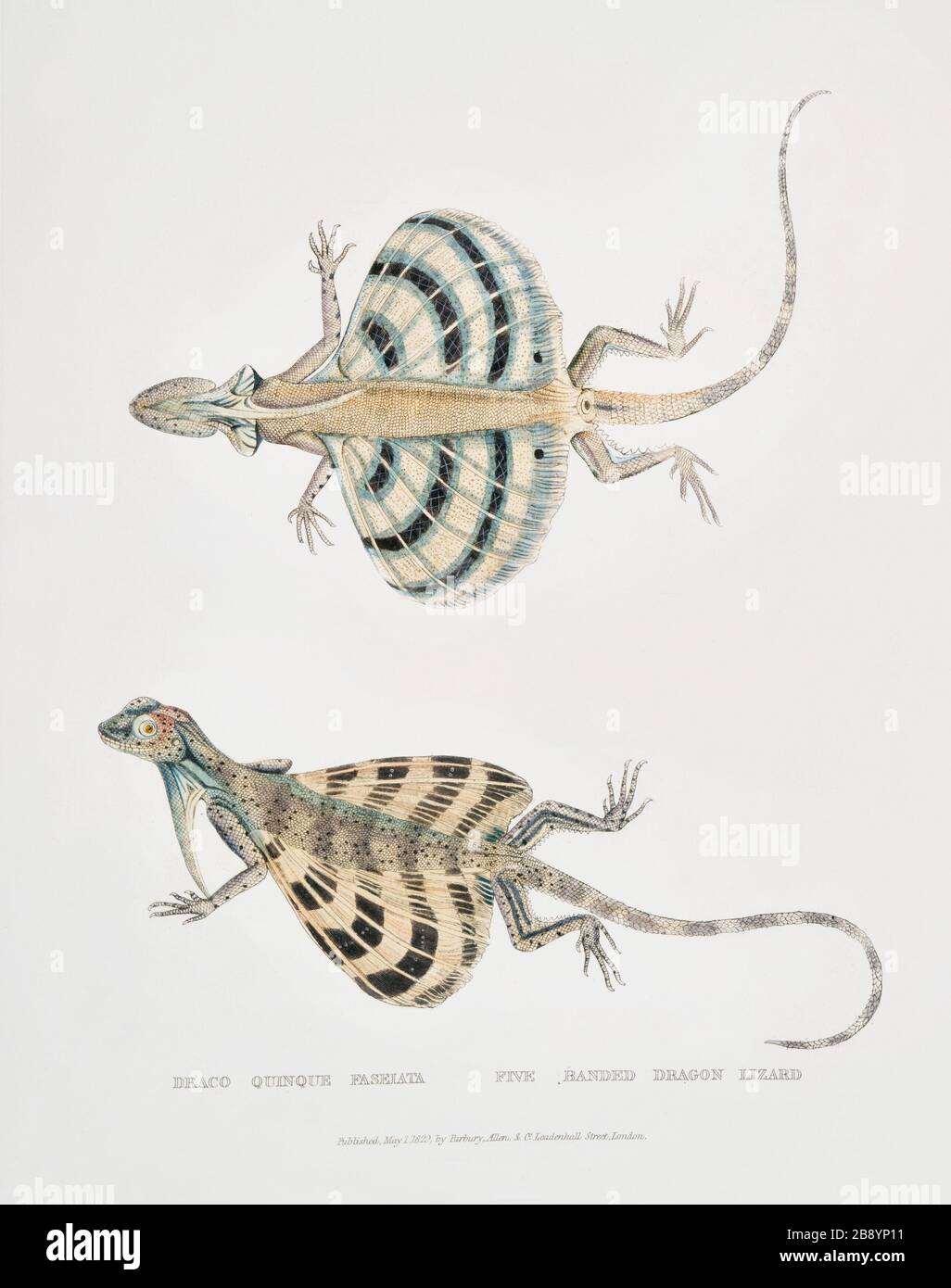 Vintage animal zoological illustration art plate from Illustrations of ...