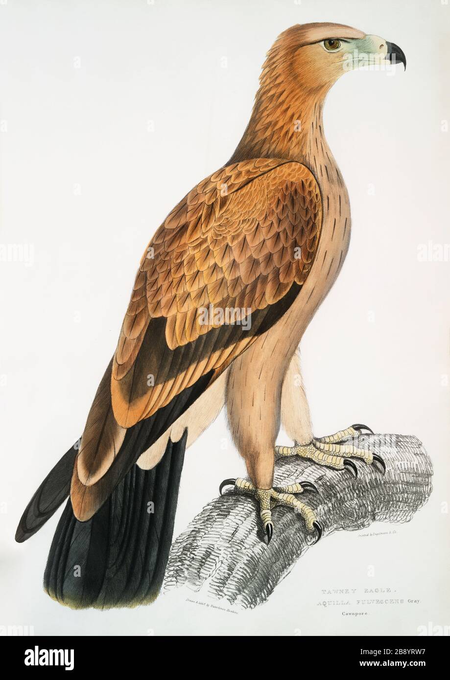 Vintage animal zoological illustration art plate from Illustrations of Indian zoology (1830-1834 ...