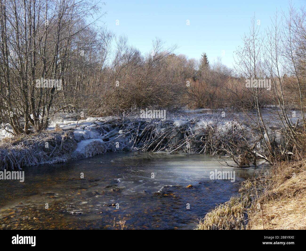 winter landscape with a beaver lodge Stock Photo - Alamy