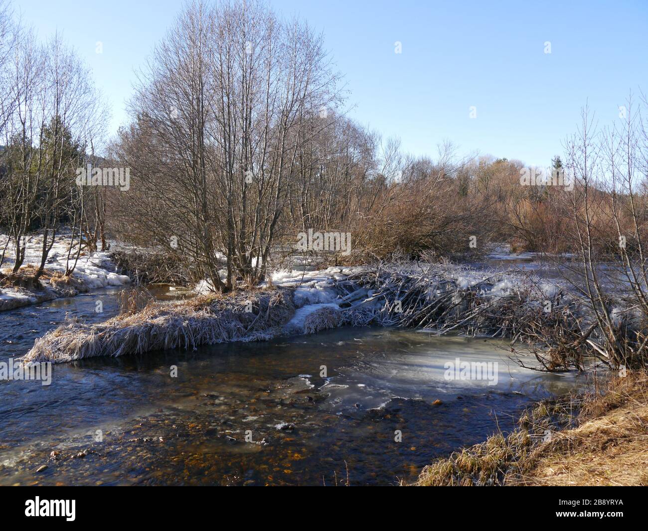 Beaver lodge hi-res stock photography and images - Alamy