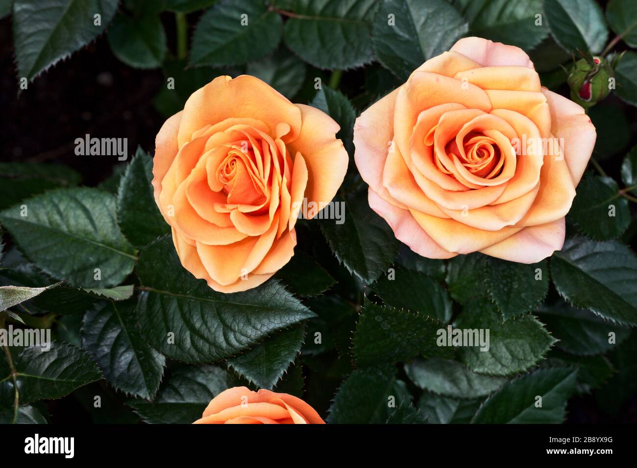Stunning orange patio rose Stock Photo - Alamy