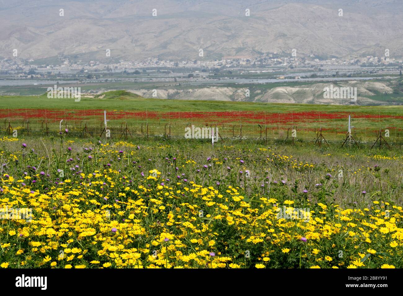 After a rare rainy season in the Negev Desert, Israel, an abundance of ...