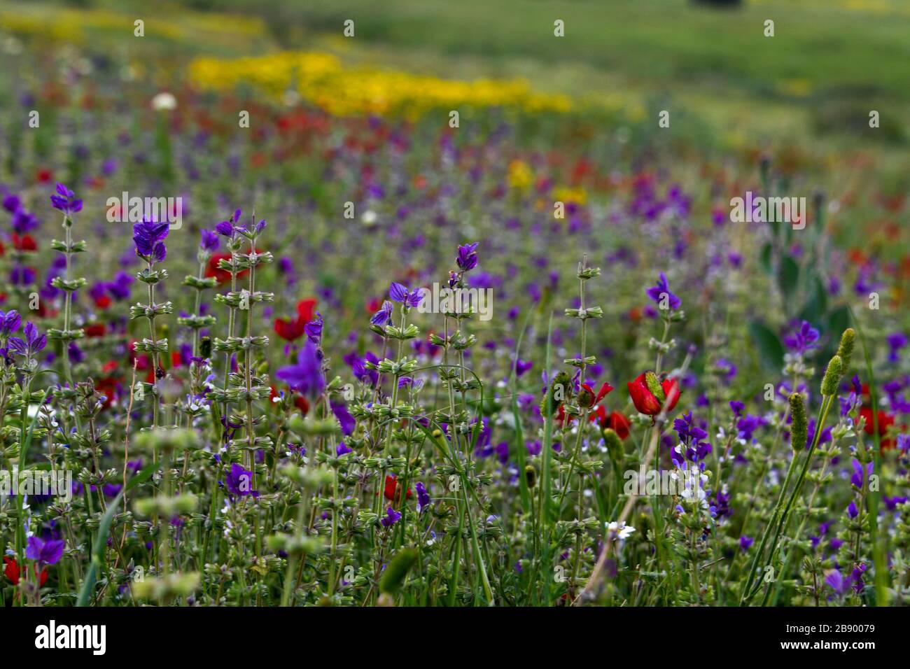 After a rare rainy season in the Negev Desert, Israel, an abundance of ...