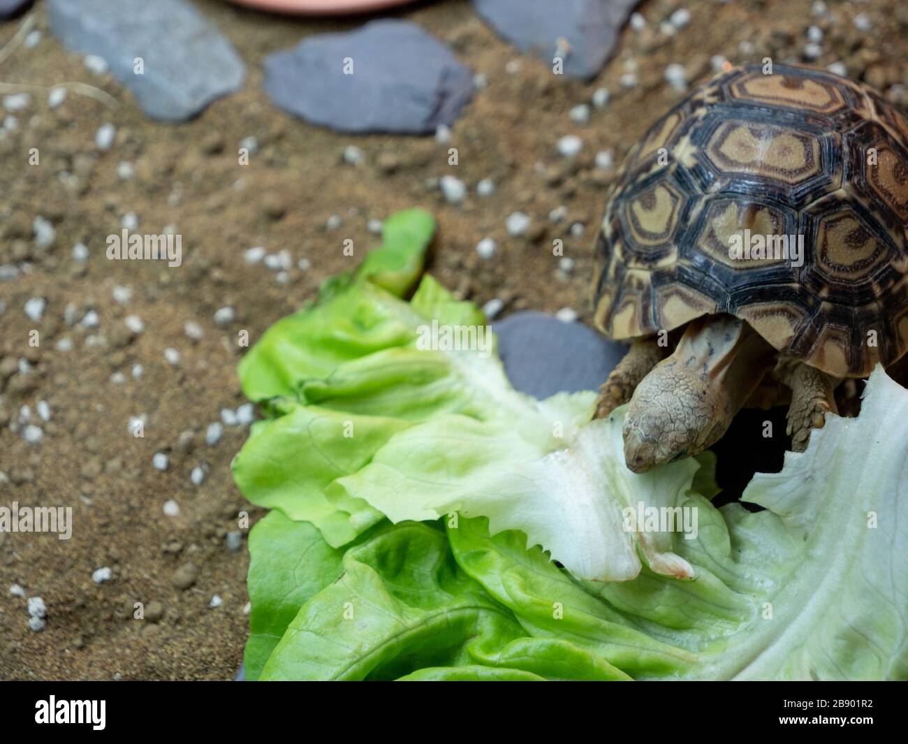 Chowing down hi-res stock photography and images - Alamy