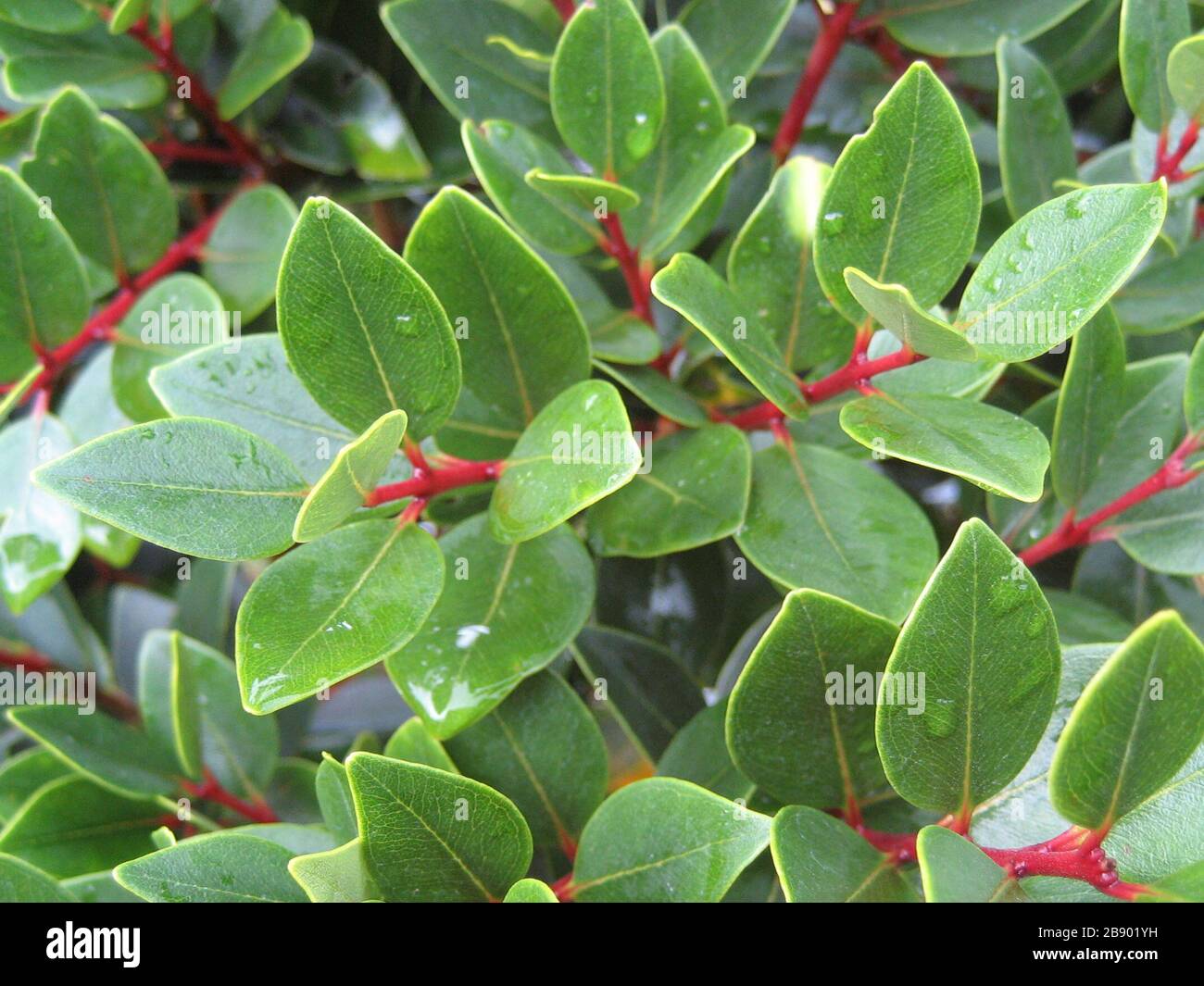 Metrosideros Robusta High Resolution Stock Photography and Images - Alamy