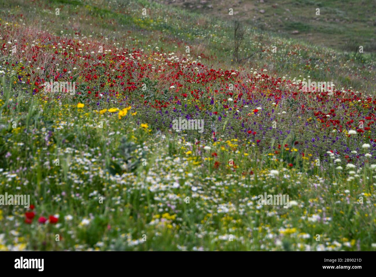 After a rare rainy season in the Negev Desert, Israel, an abundance of ...