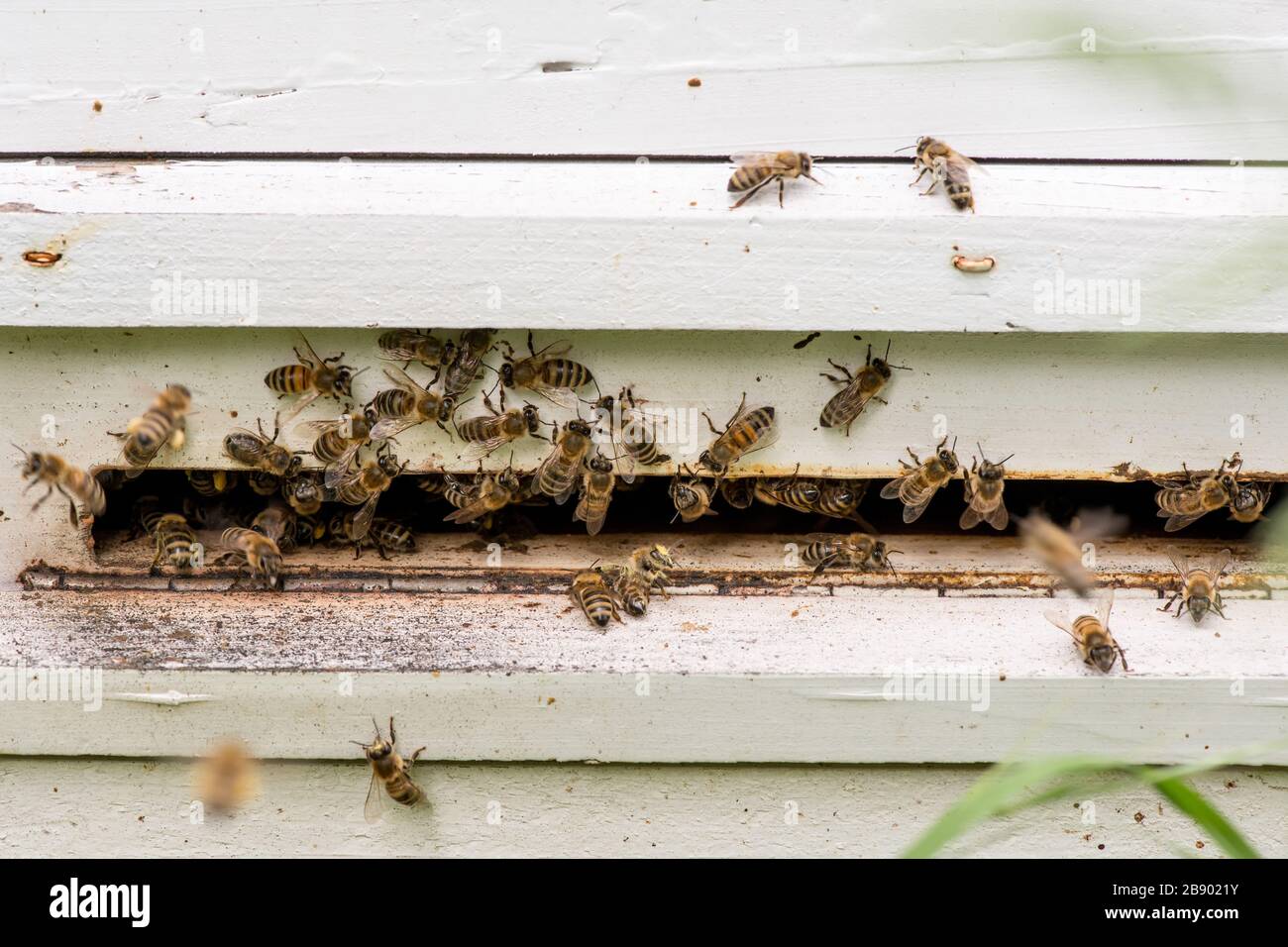 Honey bees swarming and flying around their beehive - selective focus ...