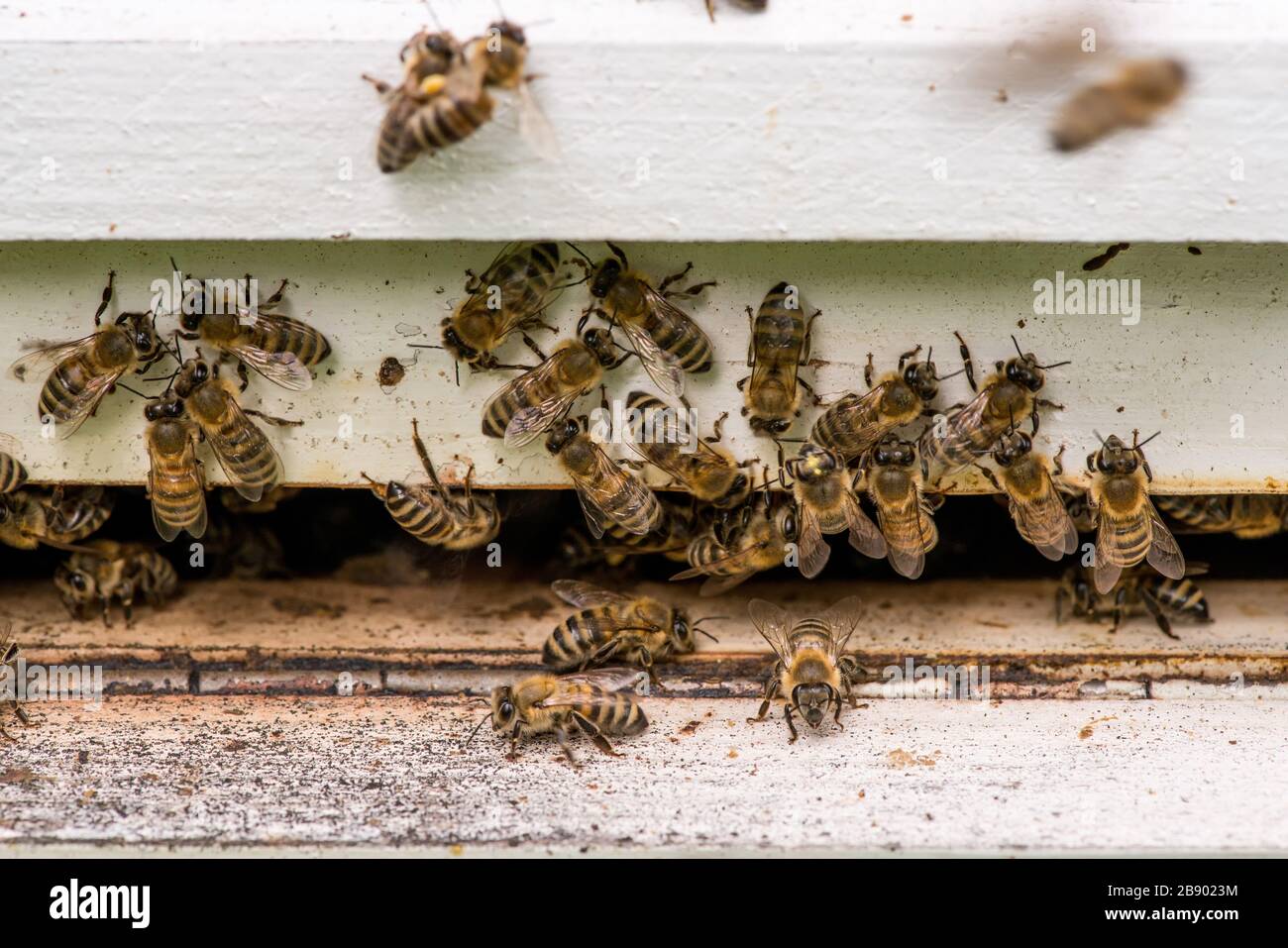 Honey bees swarming and flying around their beehive - selective focus ...