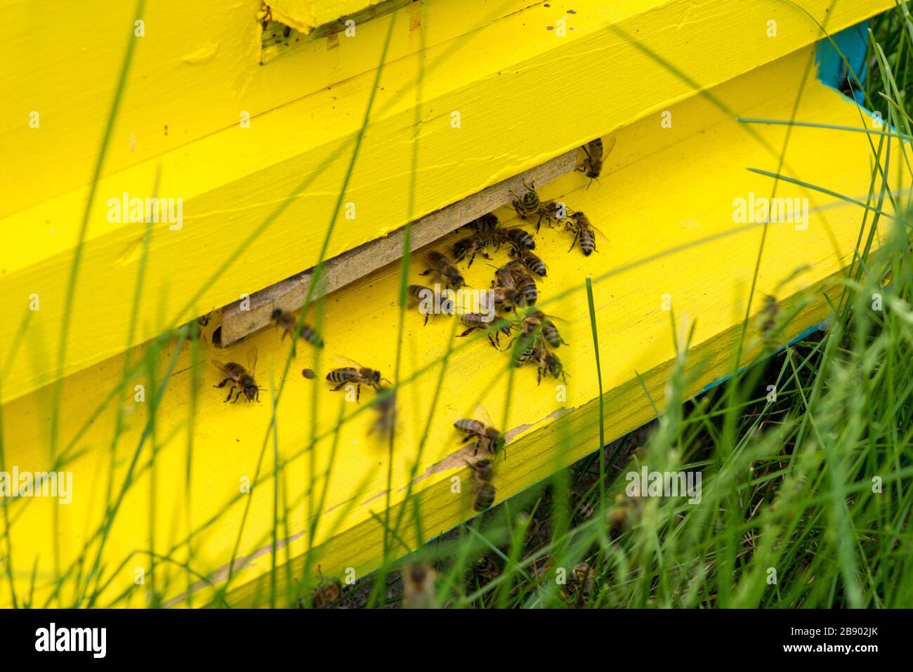 Honey bees swarming and flying around their beehive - selective focus ...