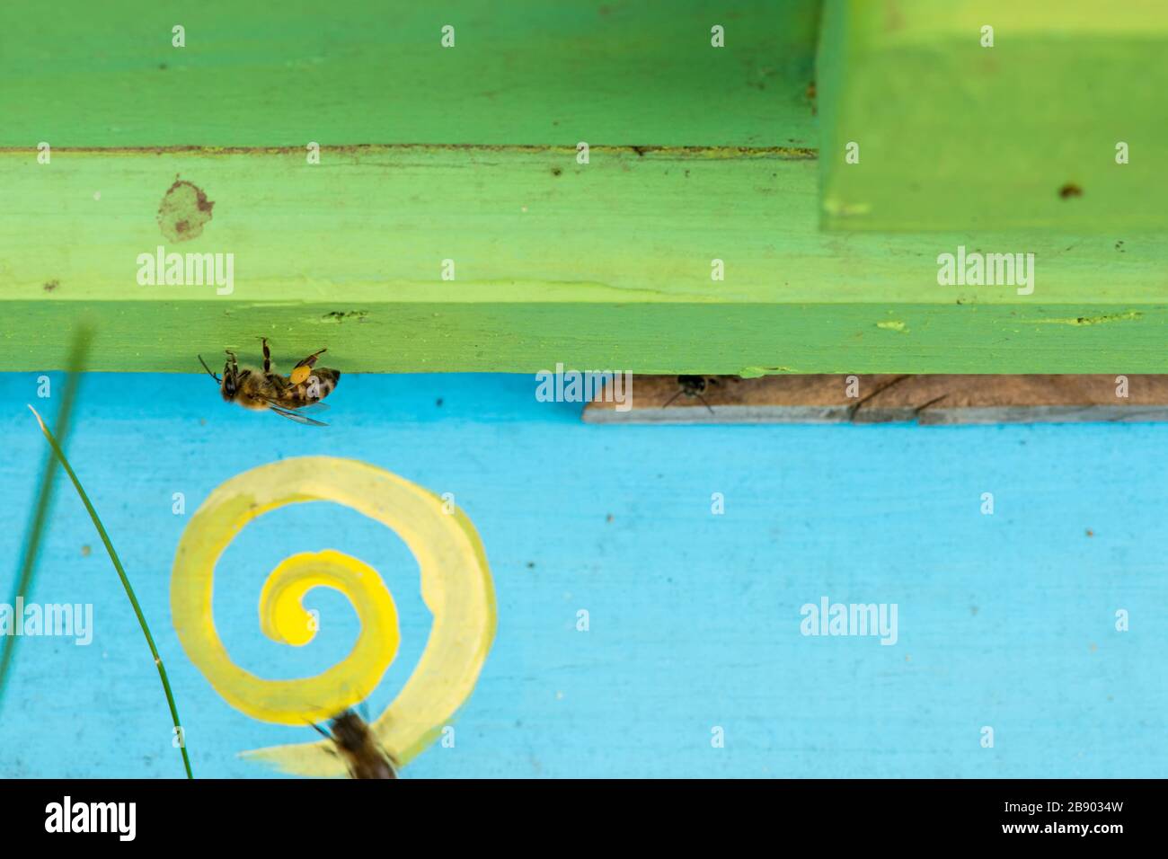 Honey bees swarming and flying around their beehive - selective focus ...