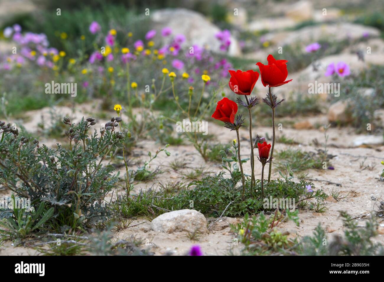 Red Anemone coronaria, the poppy anemone, Spanish marigold, or ...