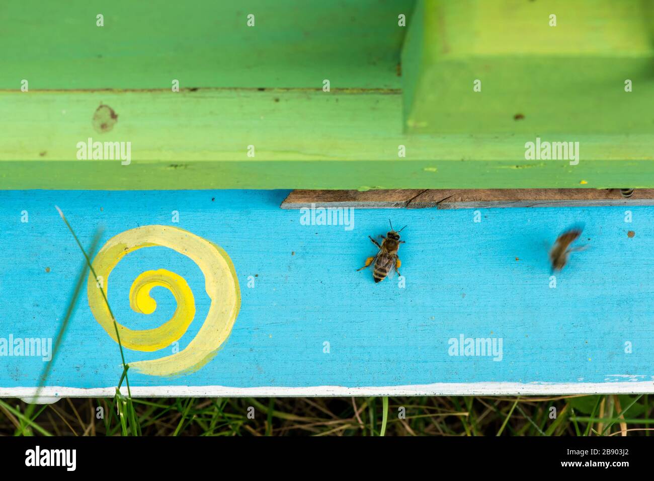 Honey bees swarming and flying around their beehive - selective focus ...