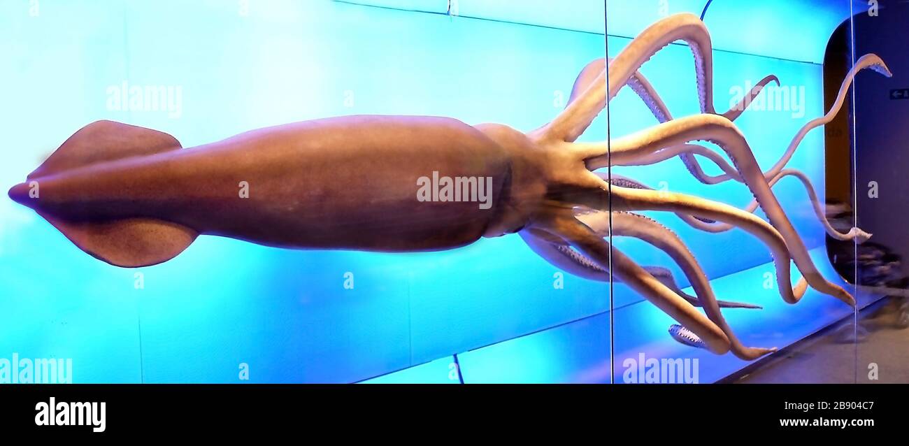 Architeuthis hi-res stock photography and images - Alamy