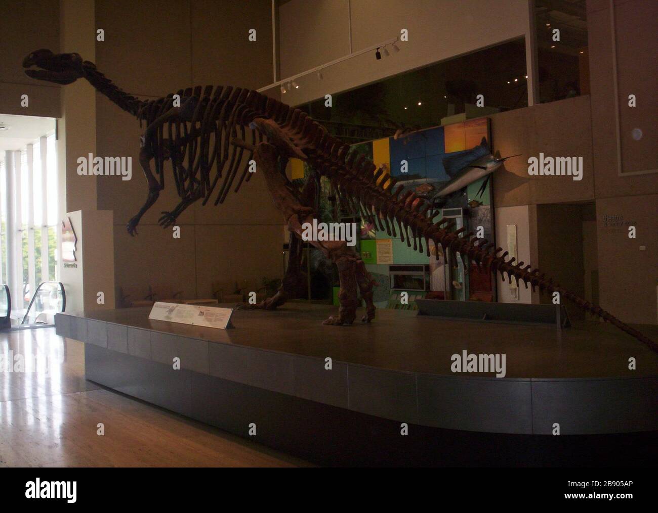 Muttaburrasaurus skeleton hi-res stock photography and images - Alamy