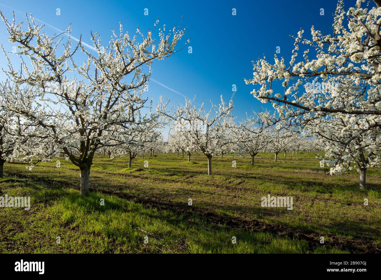 Rows blossoming cherry trees hi-res stock photography and images - Alamy