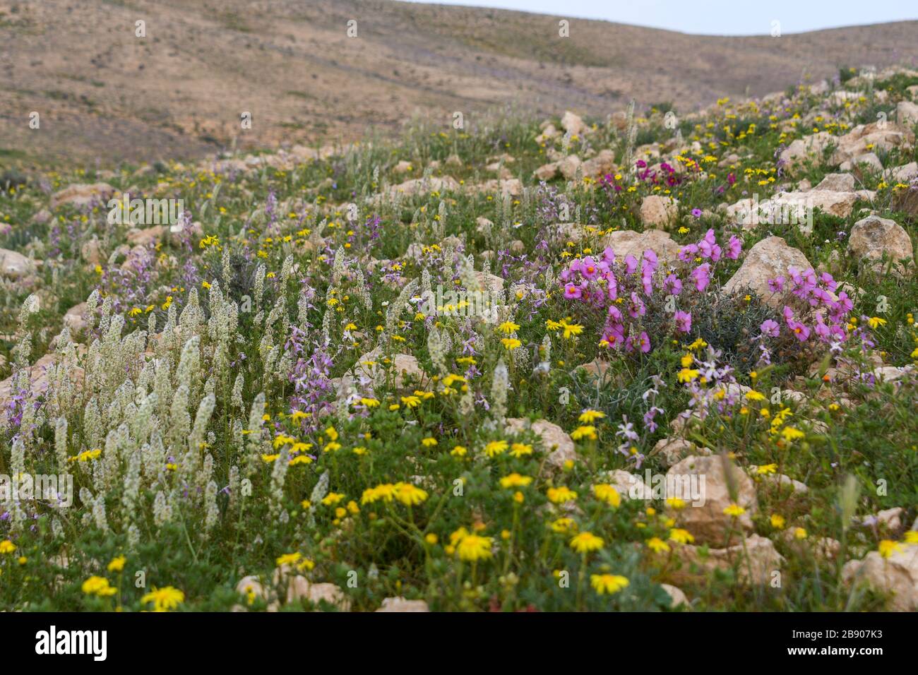 After a rare rainy season in the Negev Desert, Israel, an abundance of ...