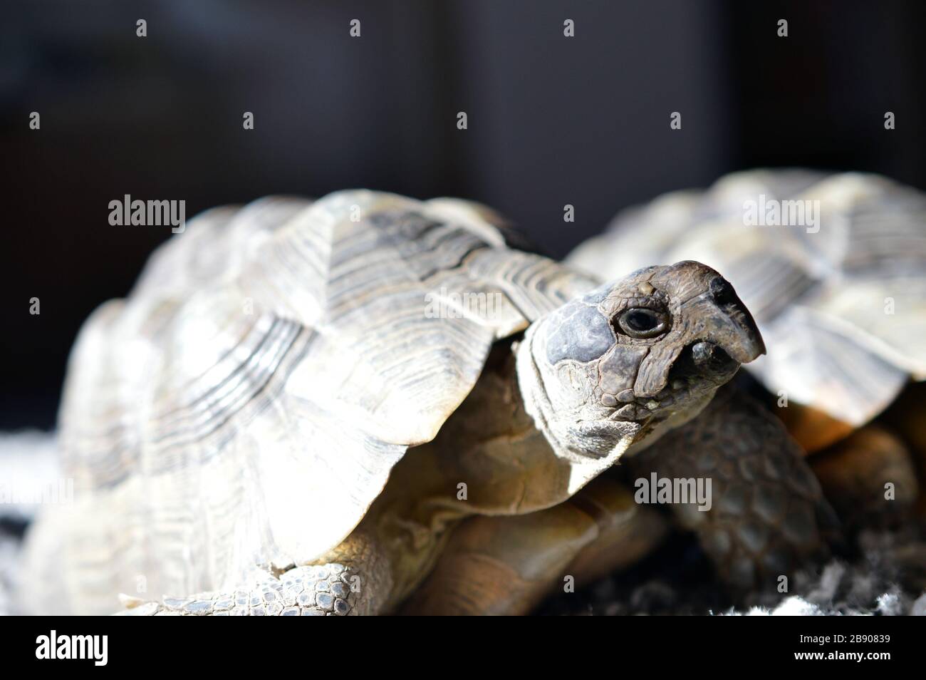 Portrait of a greek tortoise Stock Photo - Alamy