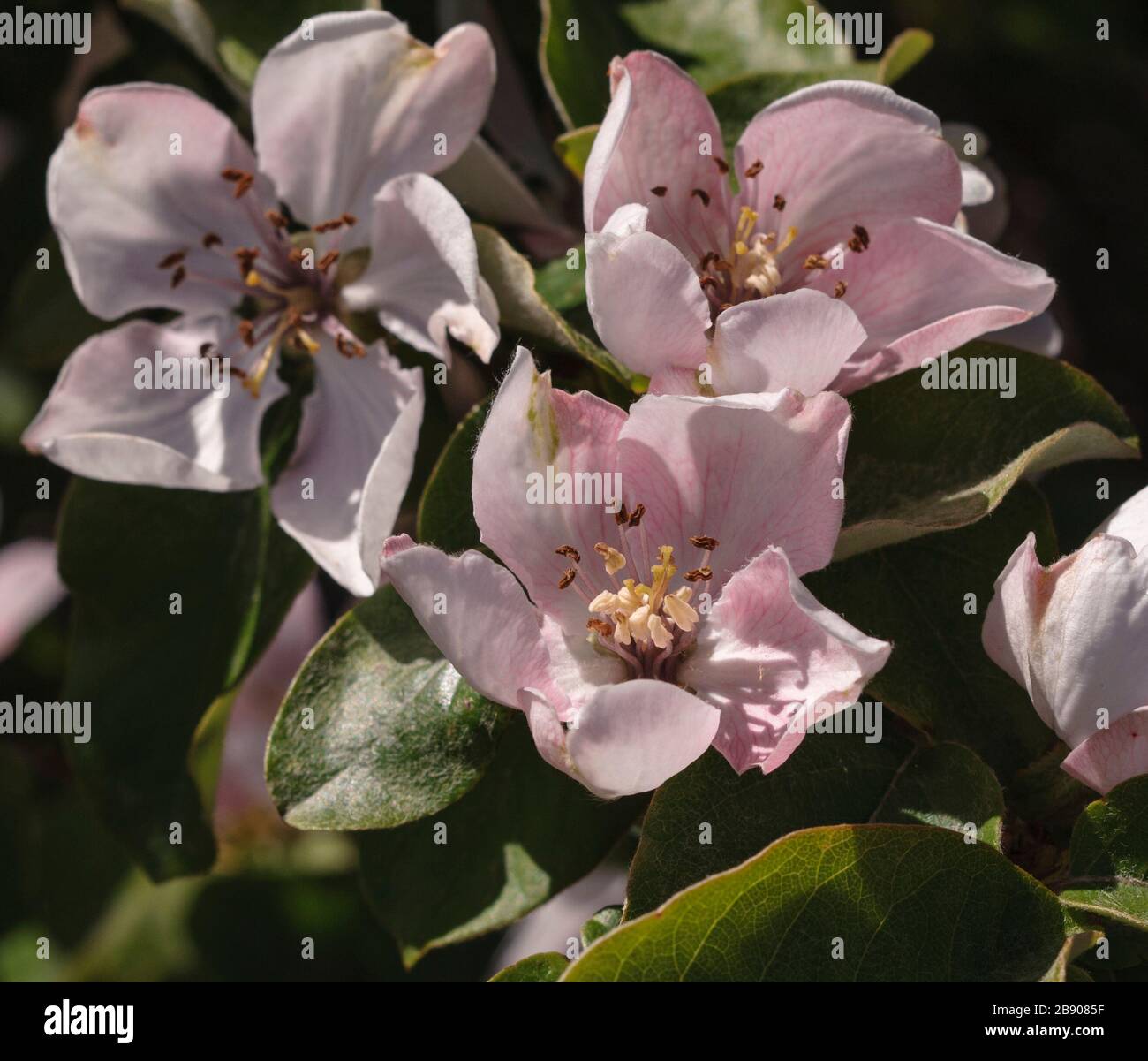 Cydonia oblonga quitte hi-res stock photography and images - Alamy