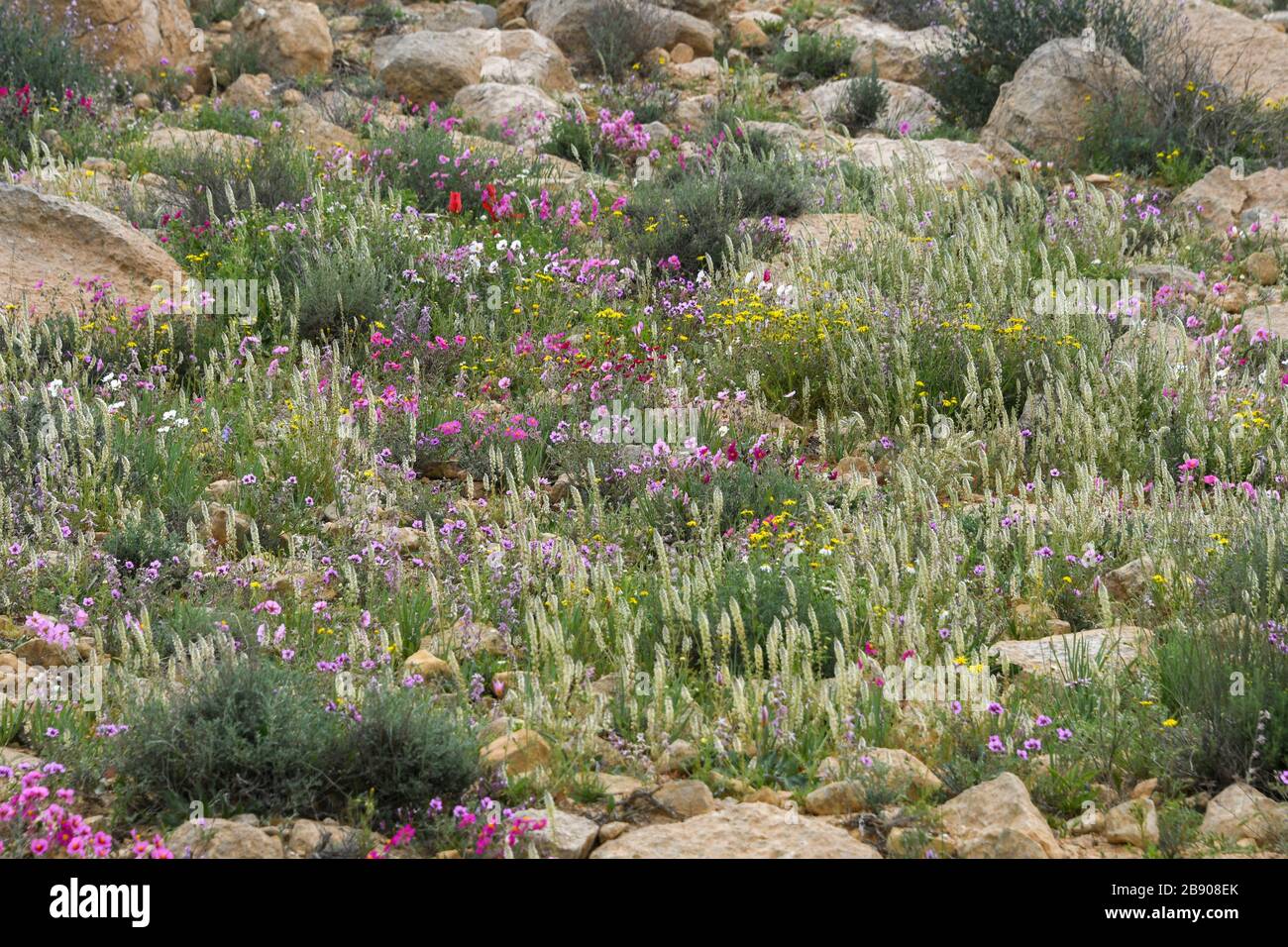 After a rare rainy season in the Negev Desert, Israel, an abundance of ...