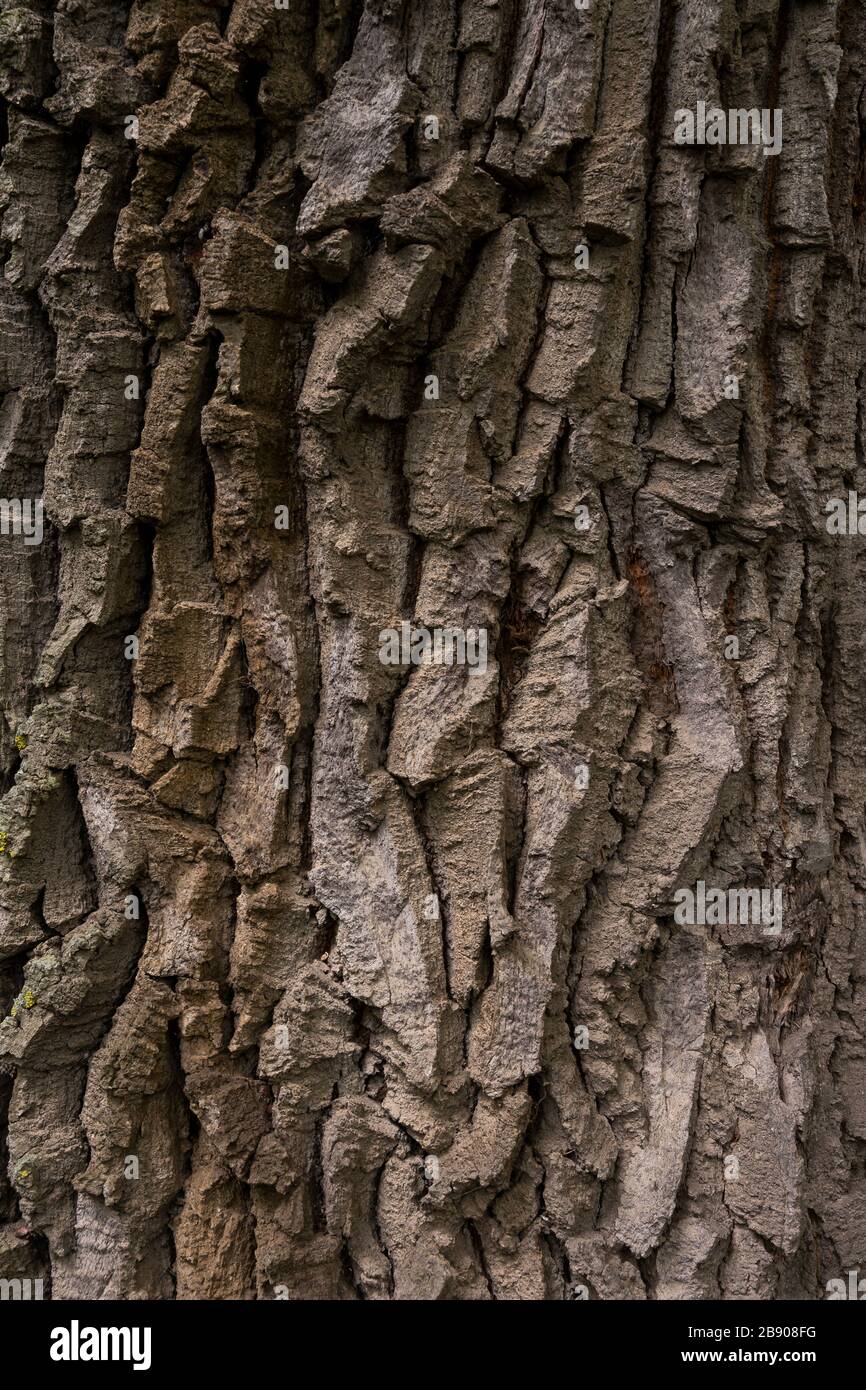 Pattern of the bark of an oak Stock Photo - Alamy