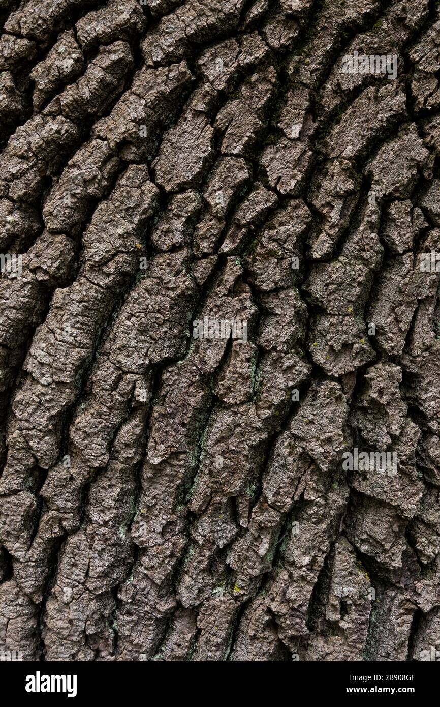 Pattern of the bark of an oak Stock Photo - Alamy