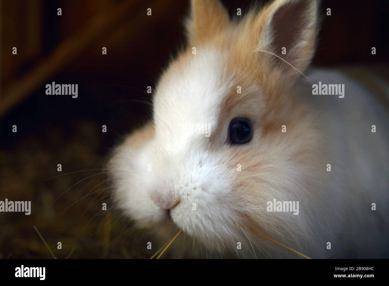 A dwarf rabbit in portrait Stock Photo - Alamy