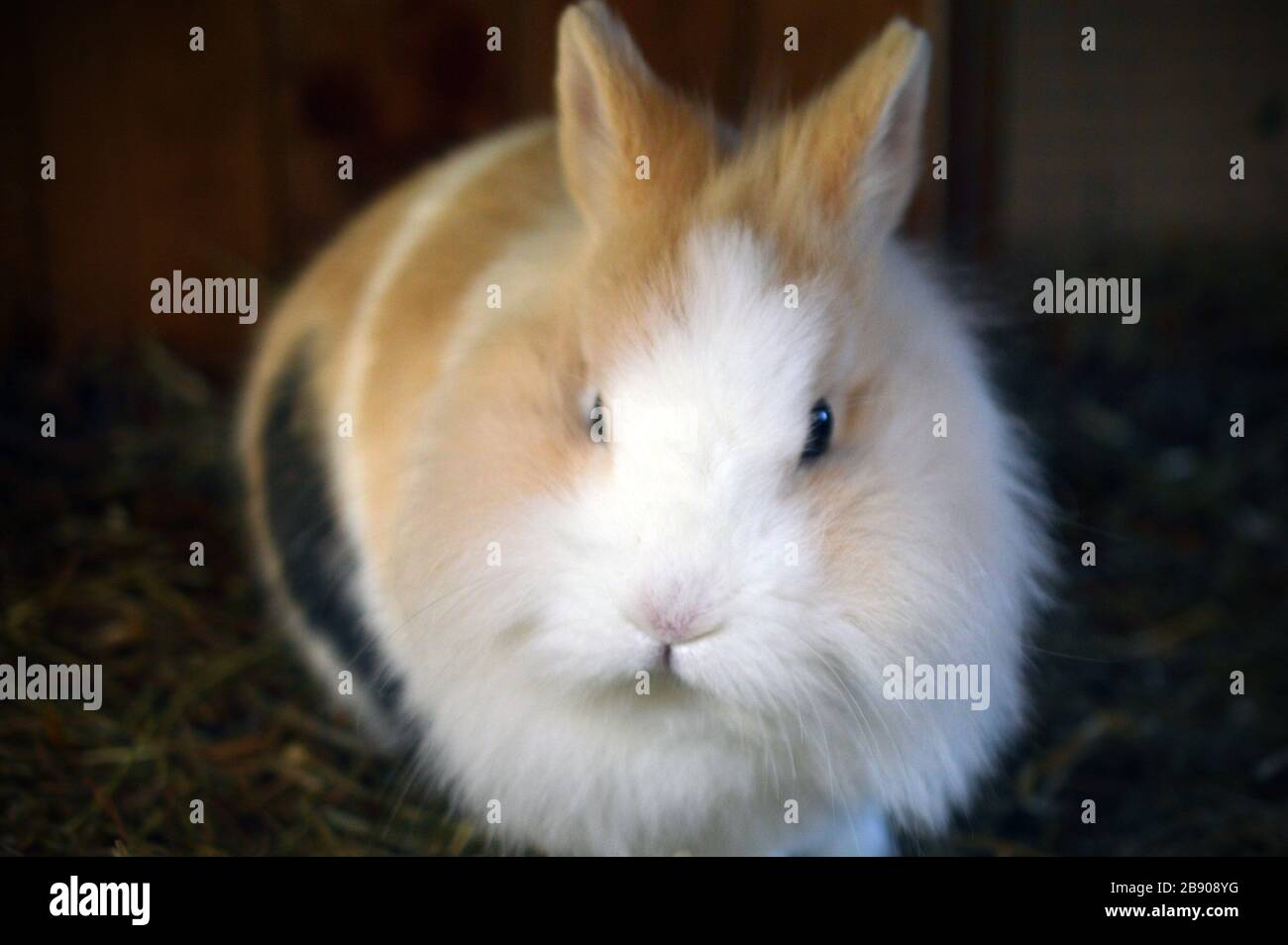 A dwarf rabbit in portrait Stock Photo - Alamy