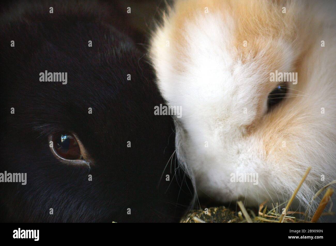 A dwarf rabbit in portrait Stock Photo - Alamy