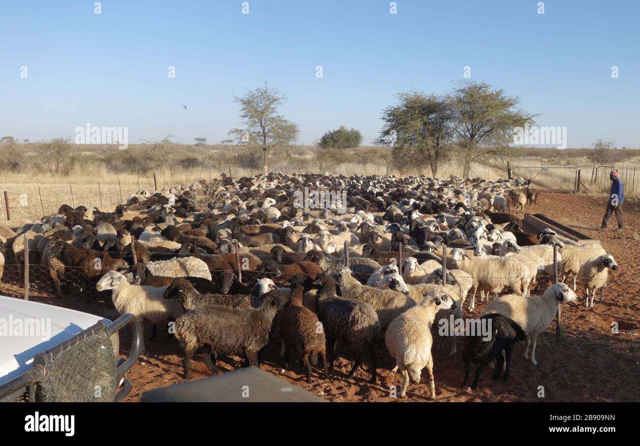 Swakara hi-res stock photography and images - Alamy