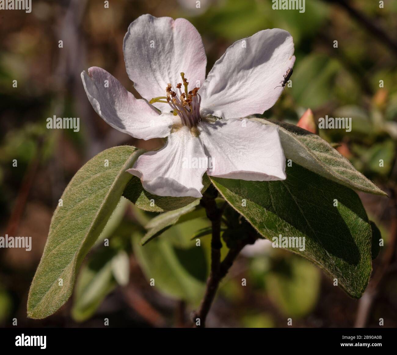 Cydonia oblonga quitte hi-res stock photography and images - Alamy