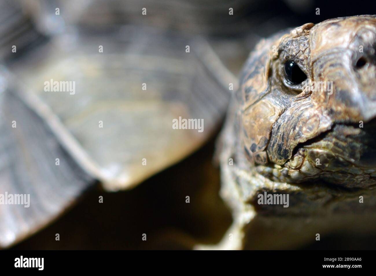 Portrait of a greek tortoise Stock Photo - Alamy