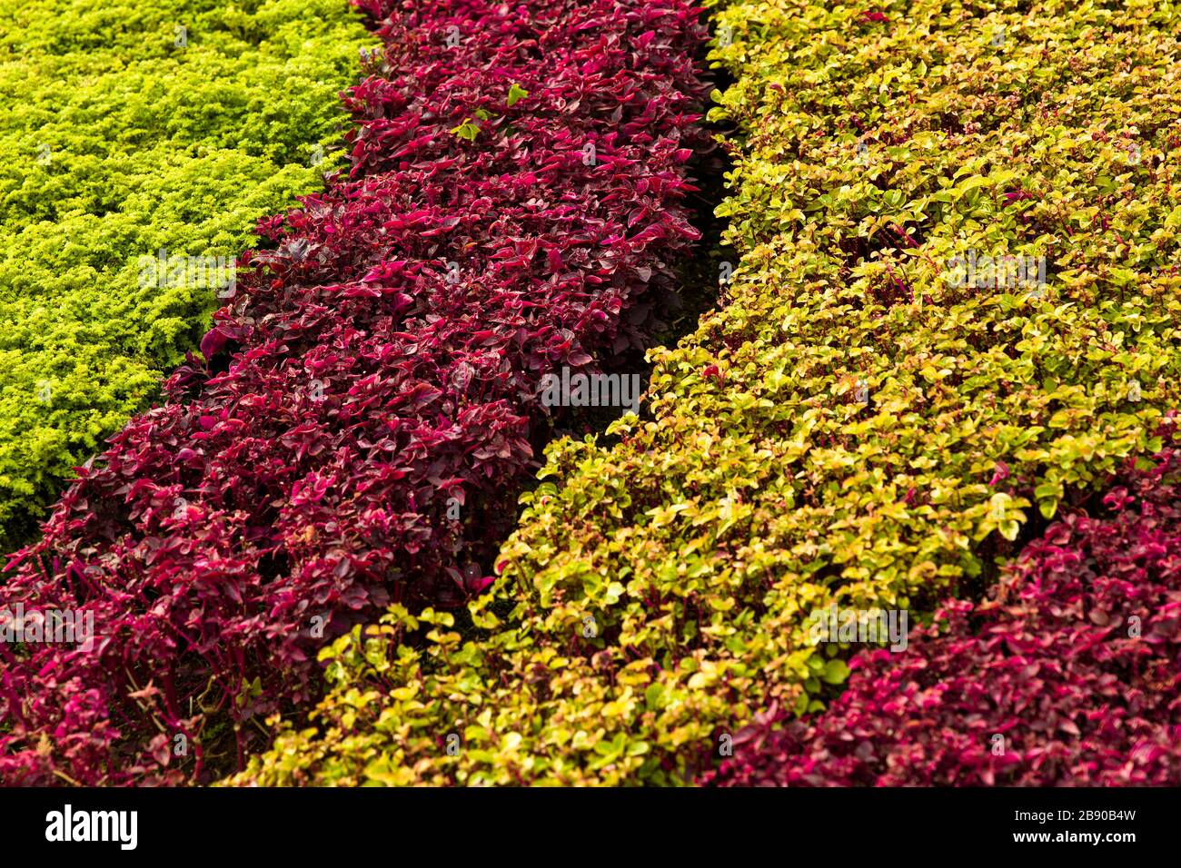 Plants shape hi-res stock photography and images - Alamy