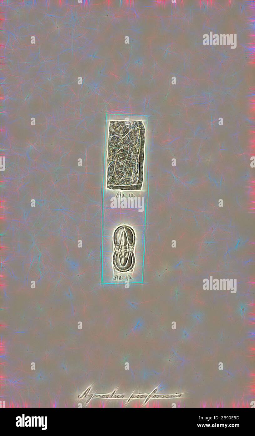 Family agnostidae hi-res stock photography and images - Alamy