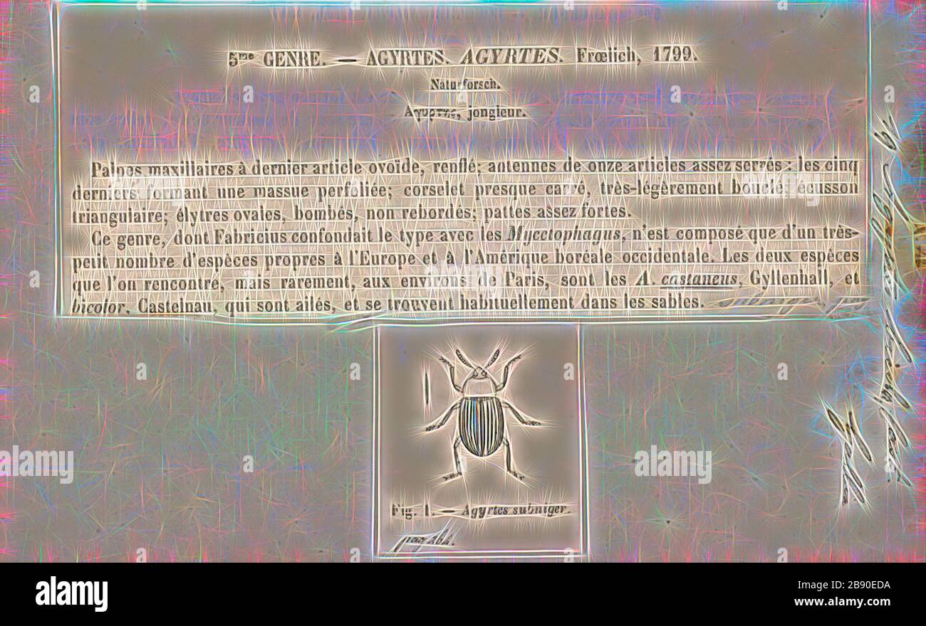 Primitive carrion beetles hi-res stock photography and images - Alamy