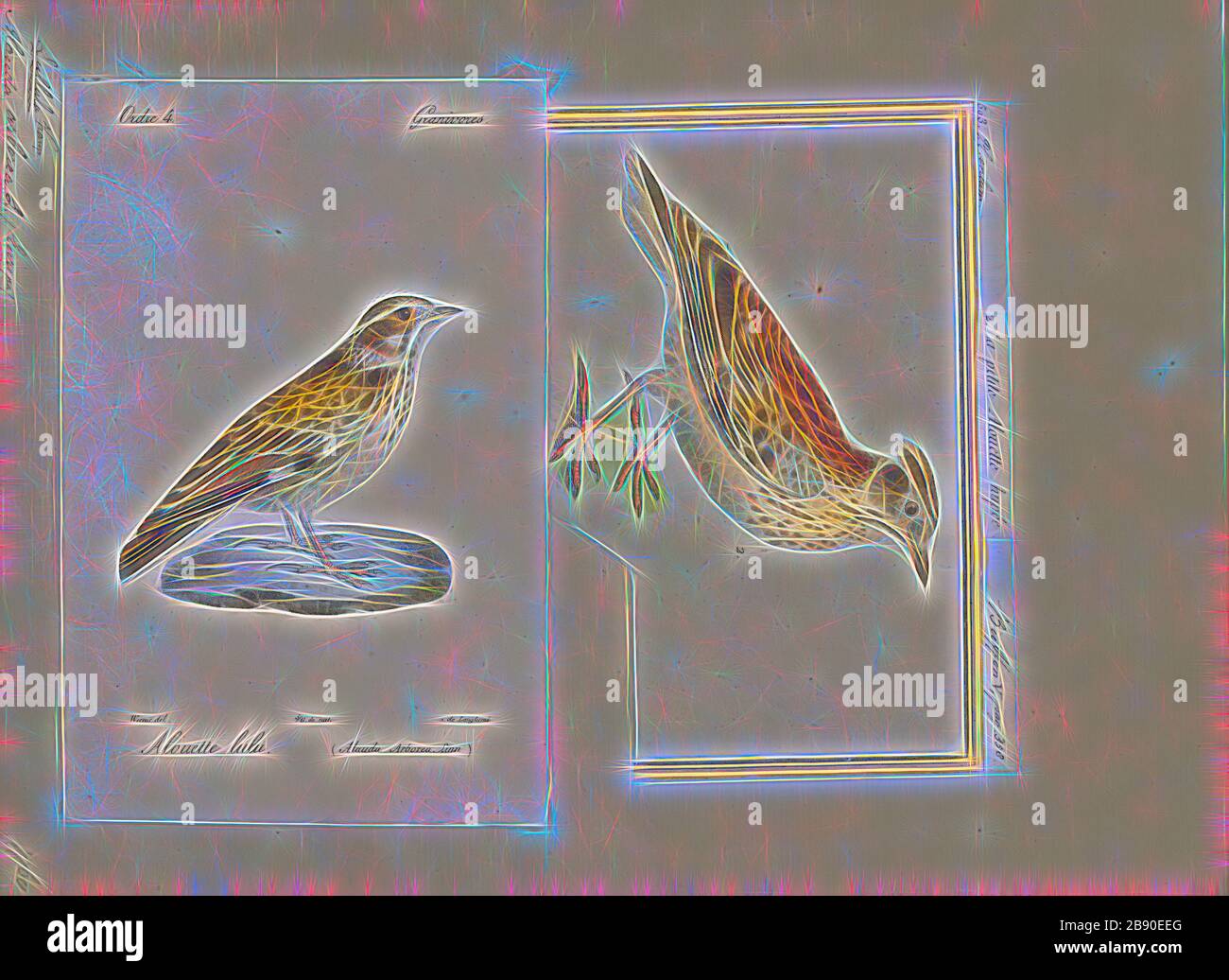 Lullula arborea winter hi-res stock photography and images - Alamy