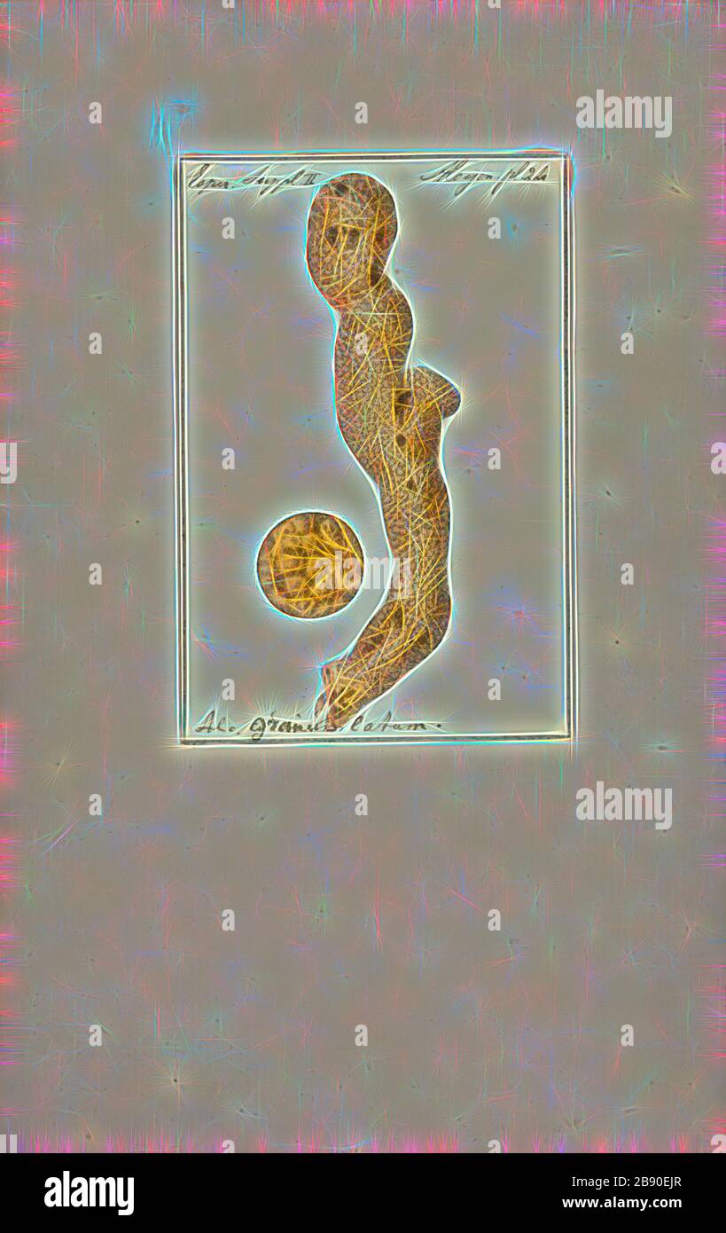 Alcyonium granulatum, Print, Alcyonium is a genus of soft corals in the ...