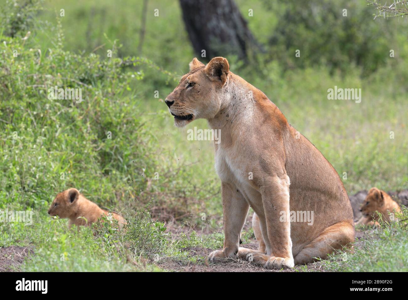 The lion is a species in the family Felidae; it is a muscular, deep ...