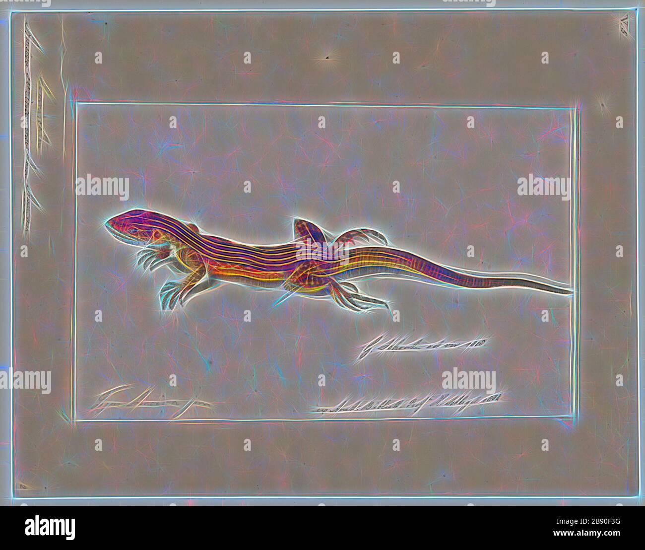 Ameiva lemniscata, Print, Ameiva, commonly called jungle-runners, is a ...