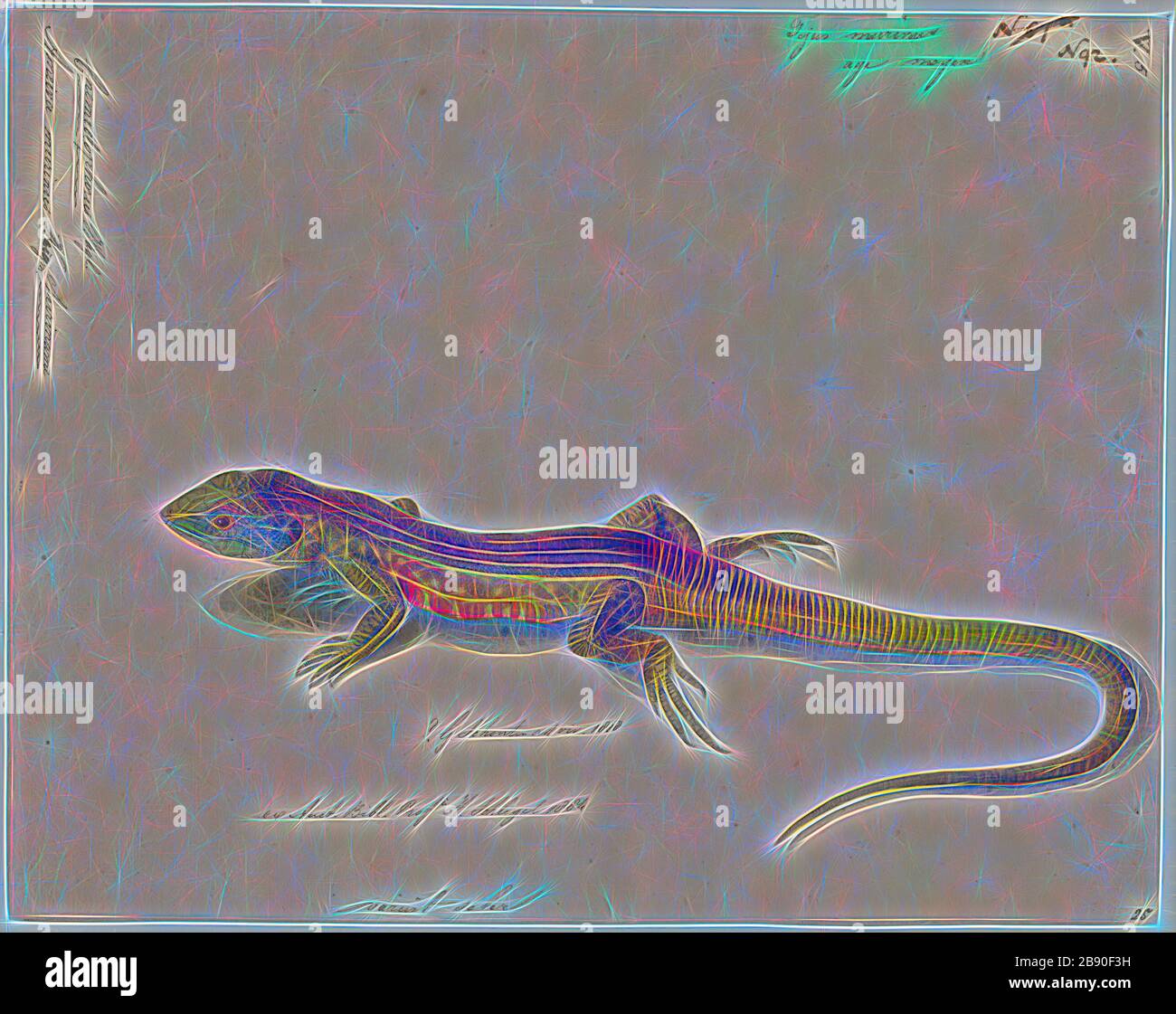 Ameiva murinus, Print, Ameiva, commonly called jungle-runners, is a ...