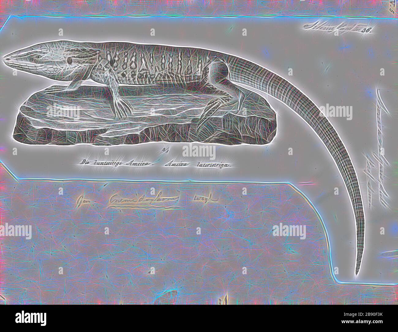 Ameiva vulgaris, Print, Ameiva, commonly called jungle-runners, is a ...