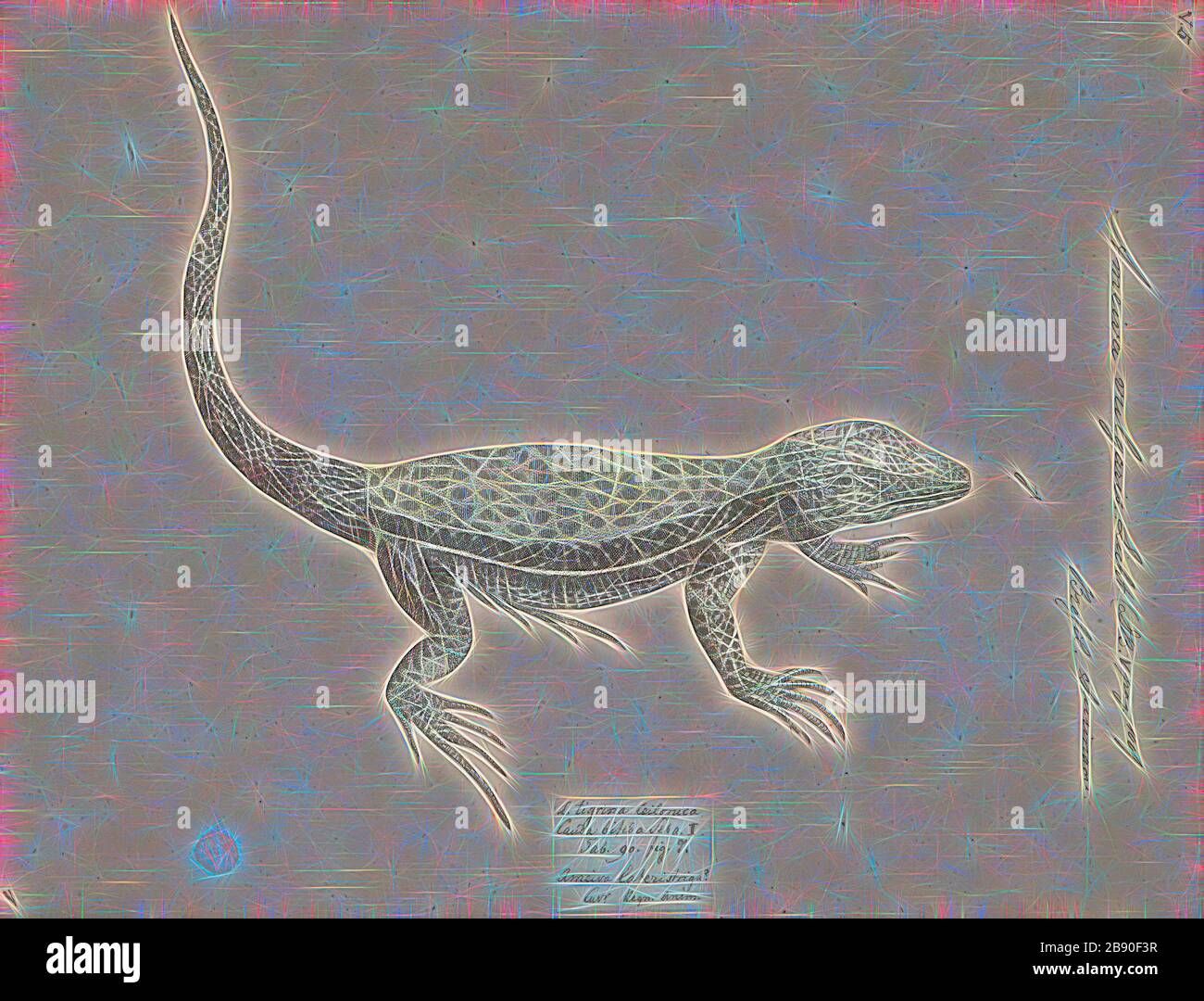 Ameiva vulgaris, Print, Ameiva, commonly called jungle-runners, is a ...