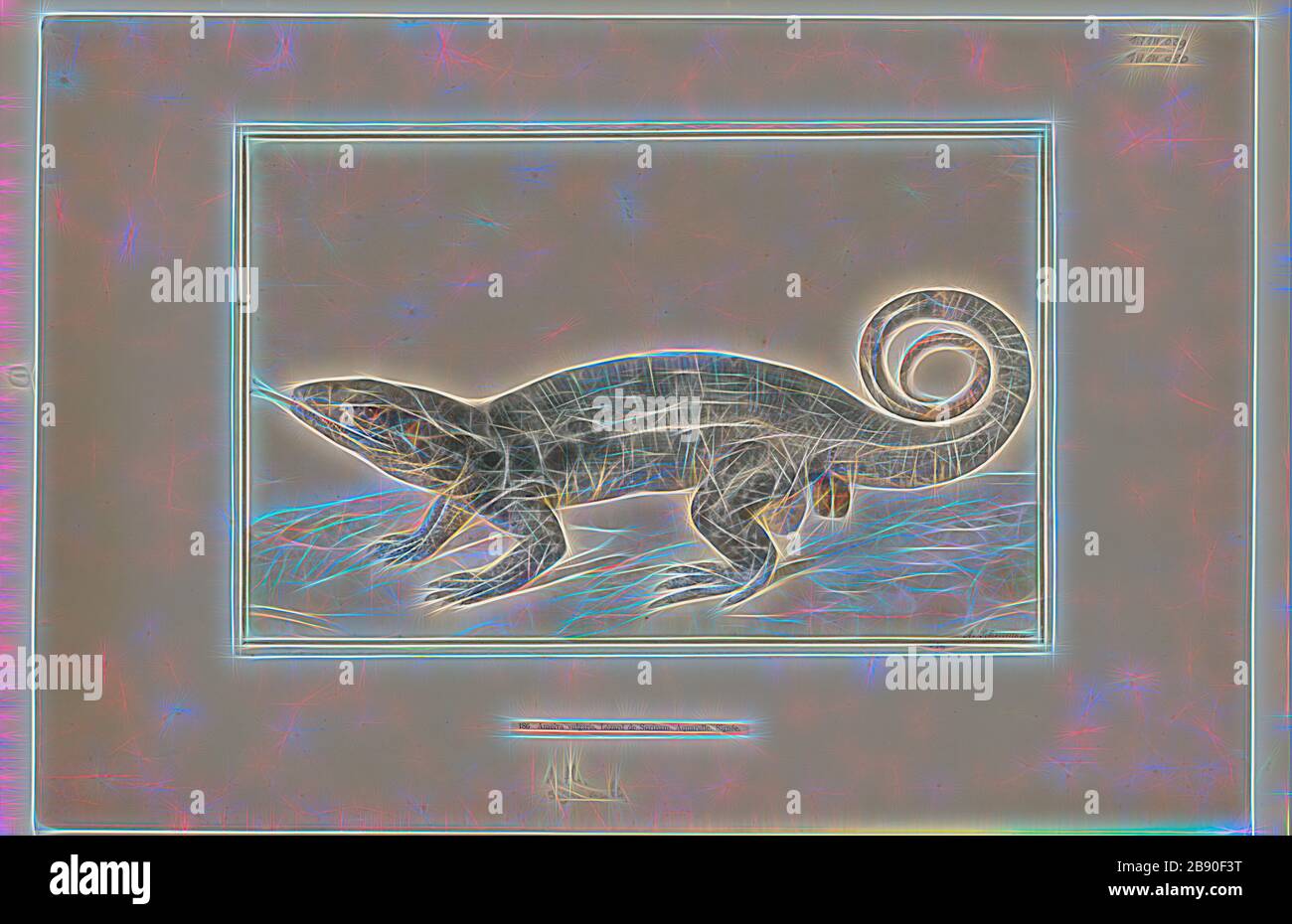 Whiptail lizards hi-res stock photography and images - Alamy