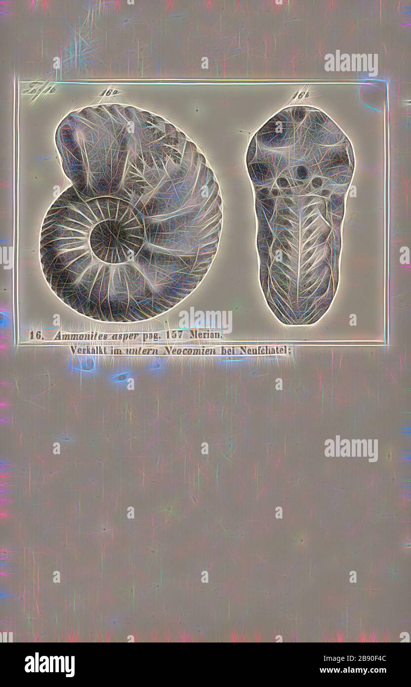 Ammonites asper, Print, Ammonoidea, Ammonoids are a group of extinct ...