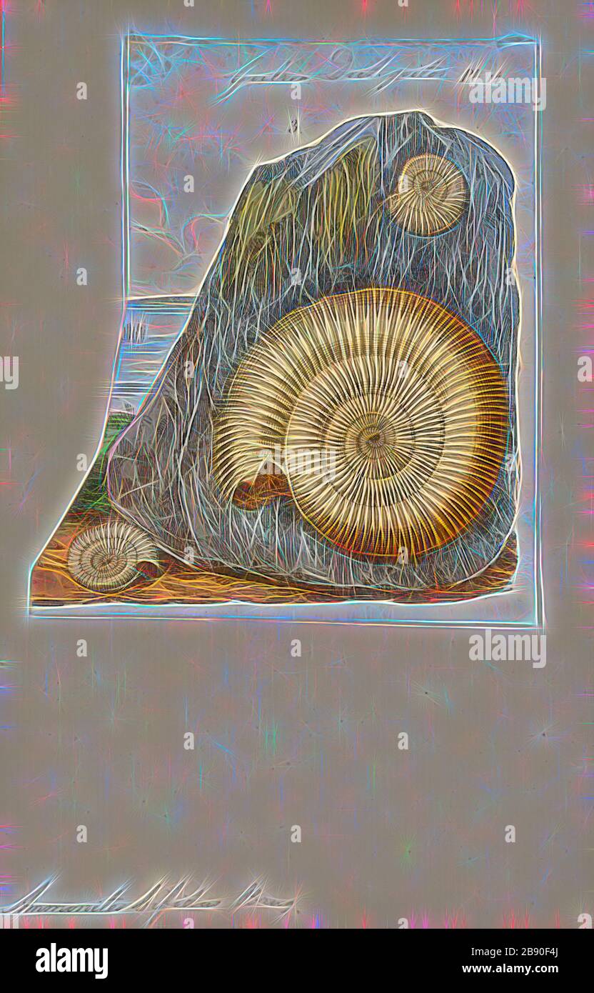 Ammonites bifidus, Print, Ammonoidea, Ammonoids are a group of extinct ...