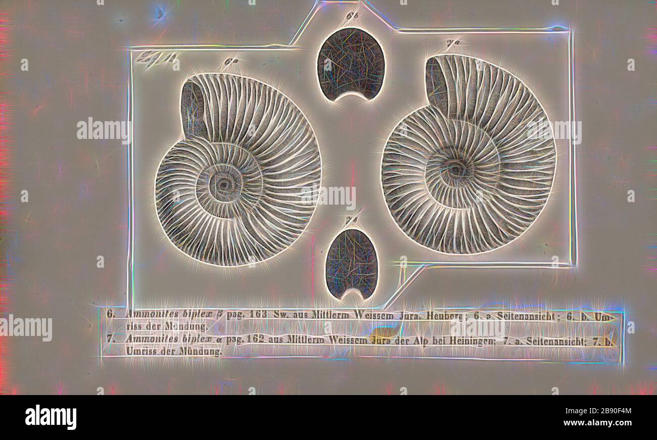 Ammonites biplex, Print, Ammonoidea, Ammonoids are a group of extinct ...