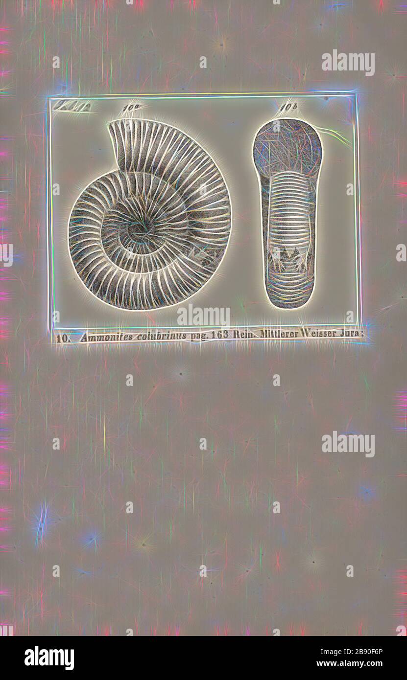 Ammonites colubrinus hi-res stock photography and images - Alamy