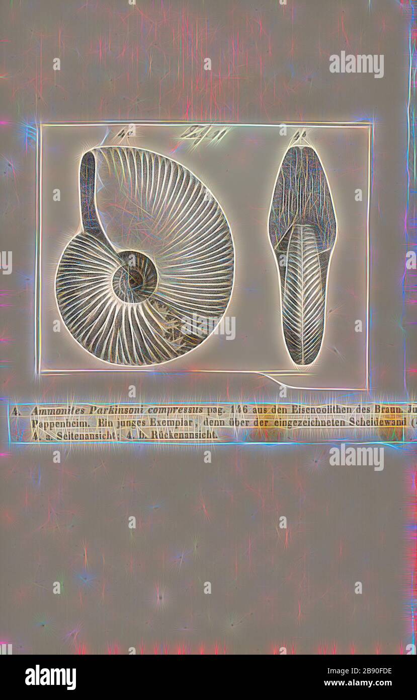 Ammonites parkinsoni compressus, Print, Ammonoidea, Ammonoids are a ...